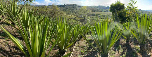 Unraveling the Wonders of Fique Fiber | CoffeeRugs