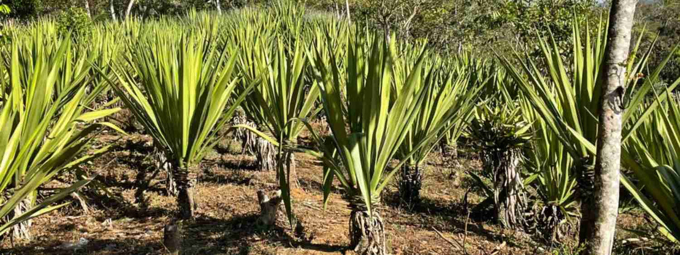 What is Fique? Premium Sisal? | CoffeeRugs